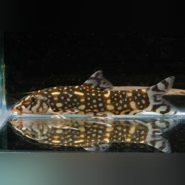 Loaches for sale – AquariumFish.com
