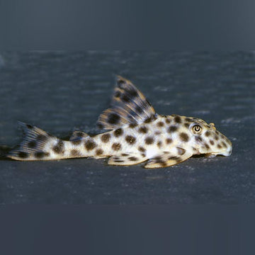 Plecostomus – AquariumFish.com