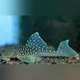Plecostomus – AquariumFish.com