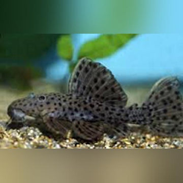 Plecostomus – Page 2 – AquariumFish.com