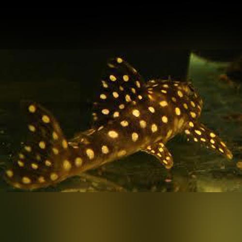 L-48 Mustard Spot Pleco for sale – AquariumFish.com