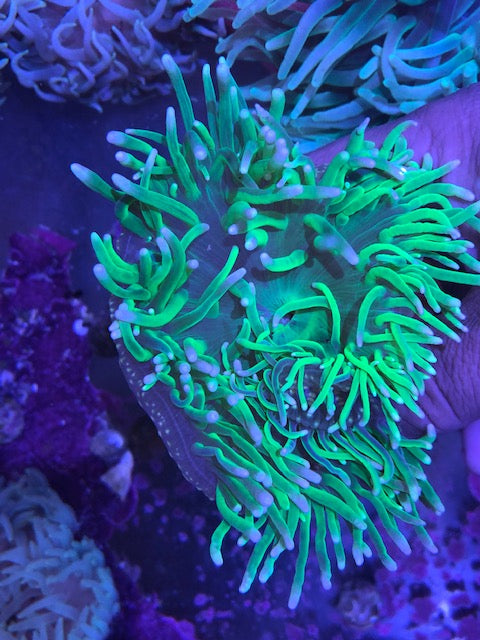 Long Tentacle Green Anemone for sale – AquariumFish.com