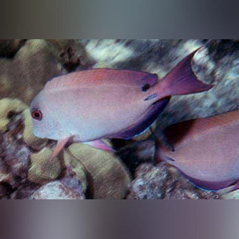 Lavender Tang for sale – AquariumFish.com