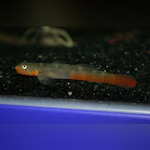Red Lipstick Goby for sale – AquariumFish.com