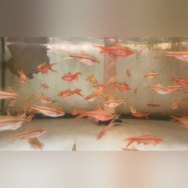 Long Fin Cherry Barb for sale – AquariumFish.com