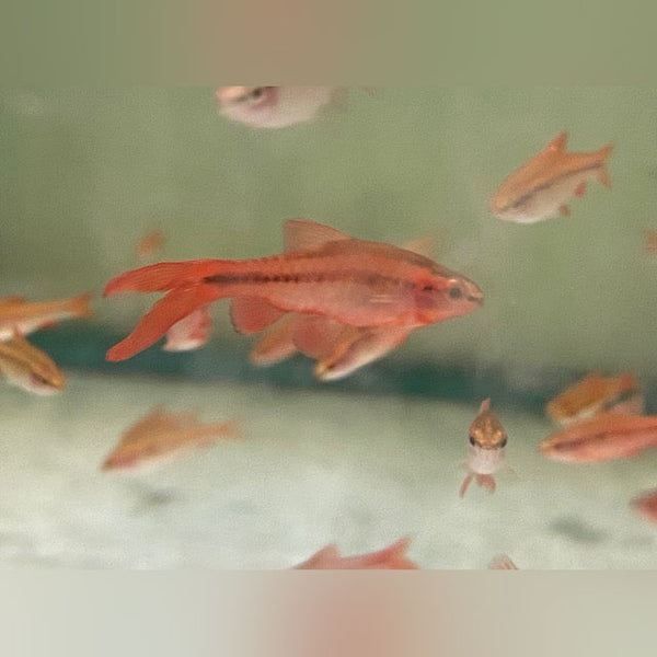 Long Fin Cherry Barb for sale – AquariumFish.com