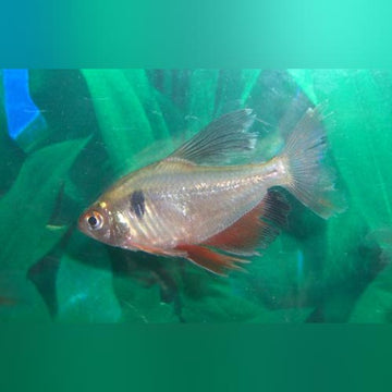 Tetras – Page 5 – AquariumFish.com