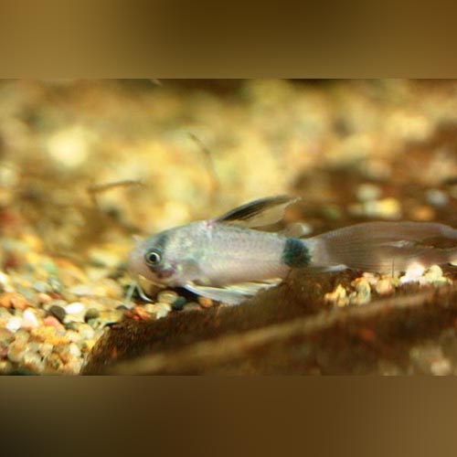 Longfin Panda Cory for sale – AquariumFish.com