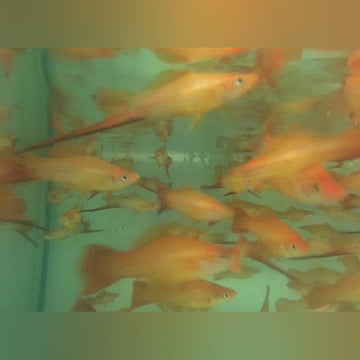 Swordtails – AquariumFish.com