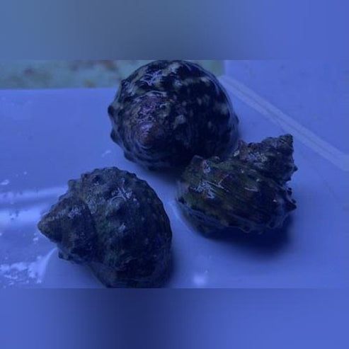 Mexican Turbo Snail for sale – AquariumFish.com