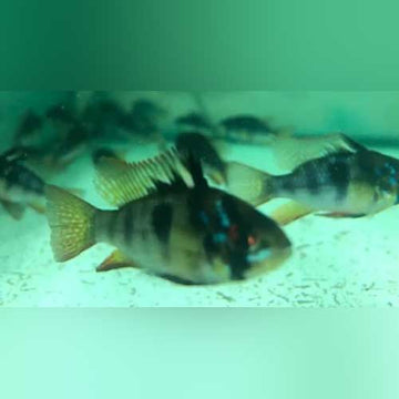 Rams – AquariumFish.com