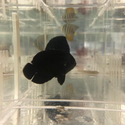 Midnight Angelfish for sale – AquariumFish.com