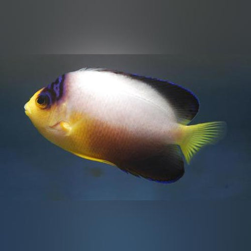Multicolor Angelfish for sale – AquariumFishSale.com