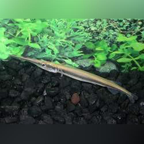 Needle Nose Gar for sale – AquariumFish.com