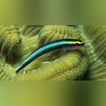 Gobies for Sale | AquariumFish.com