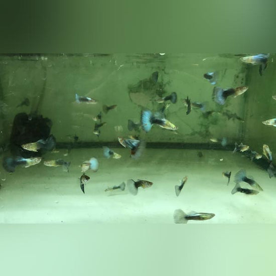 Neon Blue Tuxedo Guppies for sale – AquariumFish.com