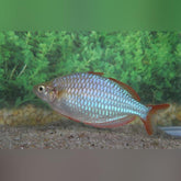 Rainbowfish – AquariumFish.com