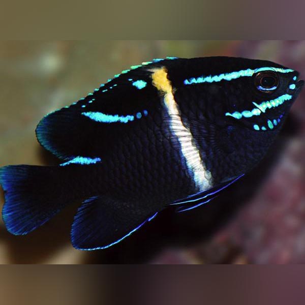 Blue Velvet Damselfish for sale – AquariumFish.com