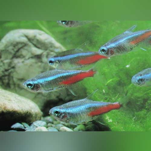 Neon Tetra for sale – AquariumFish.com