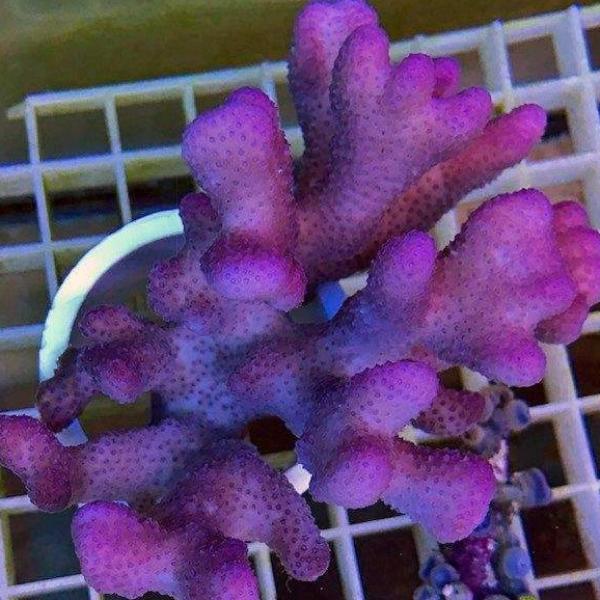 Pink Stylophora for sale – AquariumFish.com