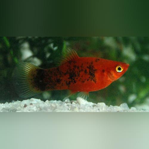 Painted Platy for sale – AquariumFish.com