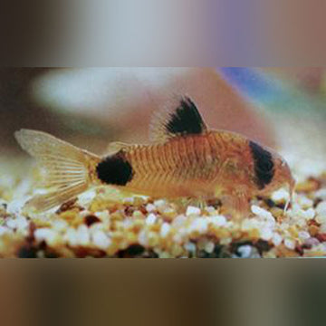 Corydora Catfish – AquariumFish.com