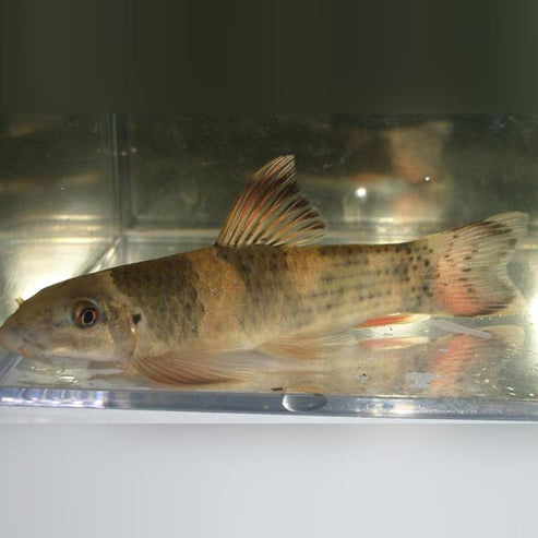 Panda Garra for sale – AquariumFish.com