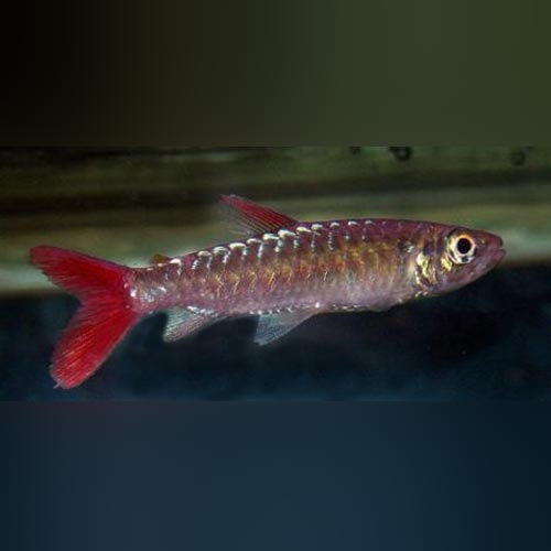 Pink Tail Chalceus for sale – AquariumFish.com