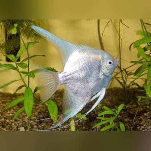 Platinum Angelfish for sale – AquariumFish.com