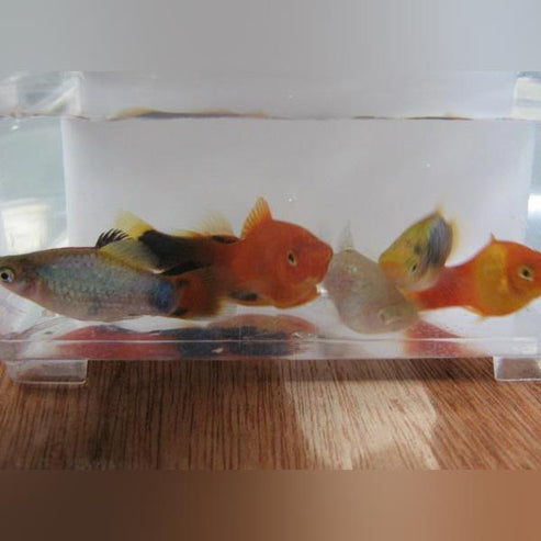 Assorted Platies for sale – AquariumFish.com