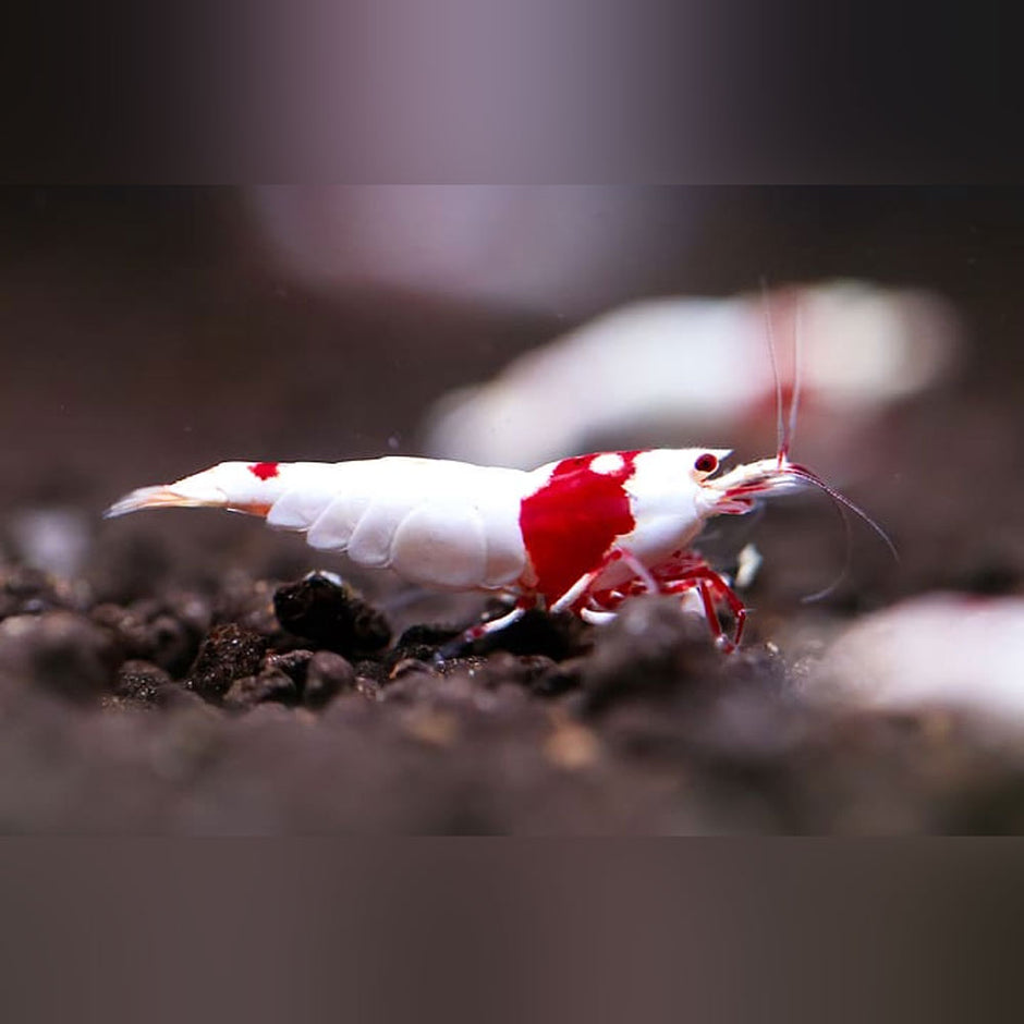 Freshwater Shrimp – Page 2 – AquariumFish.com