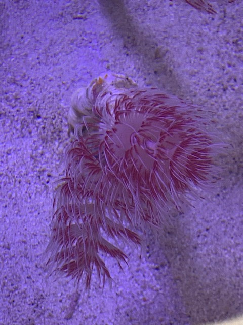 Hard Tube Coco Worm for sale – AquariumFish.com