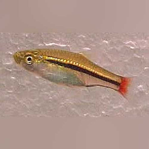 Red Tail Gold Line Rasbora for sale – AquariumFish.com