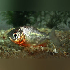 Red Belly Pacu for sale – AquariumFish.com