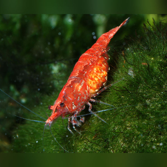Red Cherry Shrimp for sale – AquariumFish.com