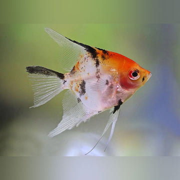 Angelfish – Page 2 – AquariumFish.com