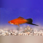 Swordtails – Page 2 – AquariumFish.com