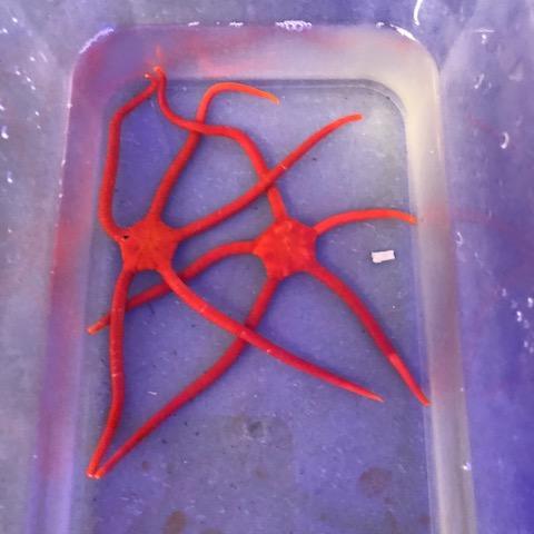 Red Serpent Star for sale – AquariumFish.com