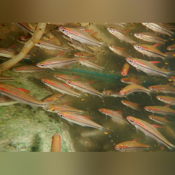 Roseline Shark (School of 3) – AquariumFish.com