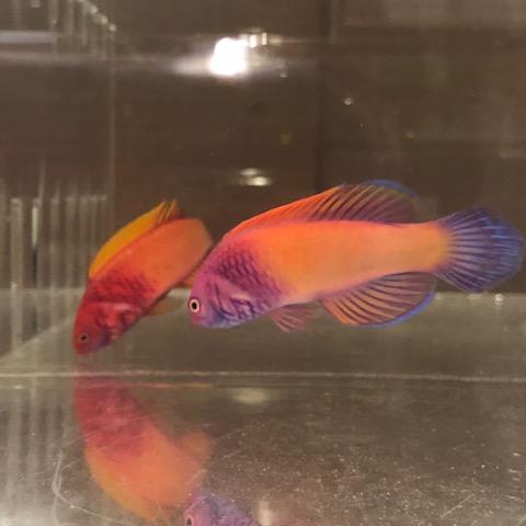 Rosy-scales Fairy Wrasse for sale – AquariumFish.com