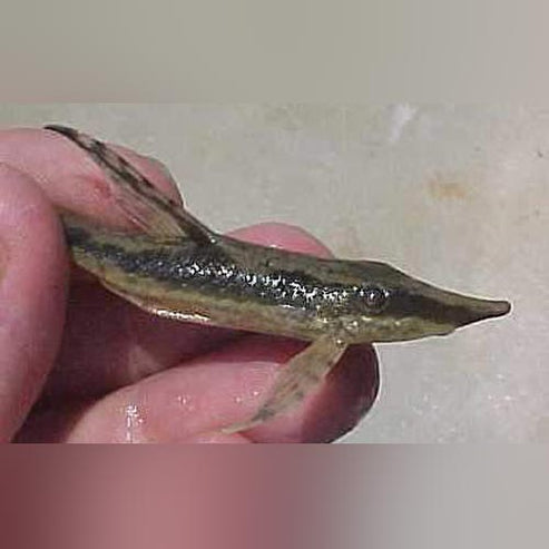 Royal Farlowella for sale – AquariumFish.com