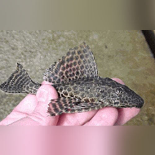 L-83 Marble Sailfin Pleco for sale – AquariumFish.com