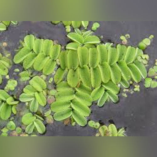 Salvinia for sale – AquariumFish.com