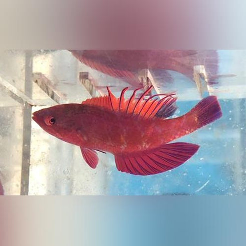 Scarlet Filament Wrasse for sale – AquariumFish.com