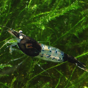 Freshwater Shrimp – Page 2 – AquariumFish.com