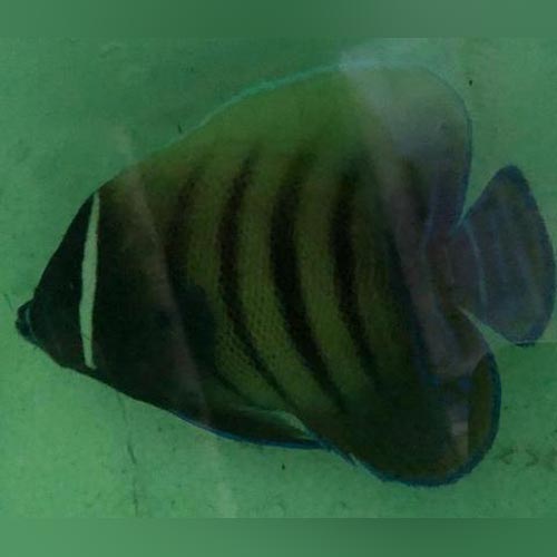 Six Bar Angelfish for sale – AquariumFish.com