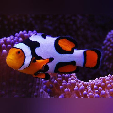 Clownfish for Sale | AquariumFish.com