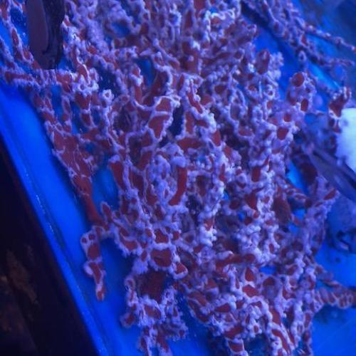 Spider Sponge for sale – AquariumFish.com