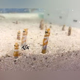 Saltwater Eels for Sale | AquariumFish.com