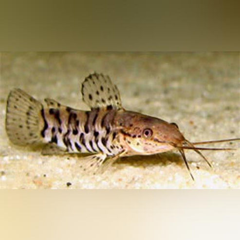 Spotted Hoplo Catfish for sale – AquariumFish.com